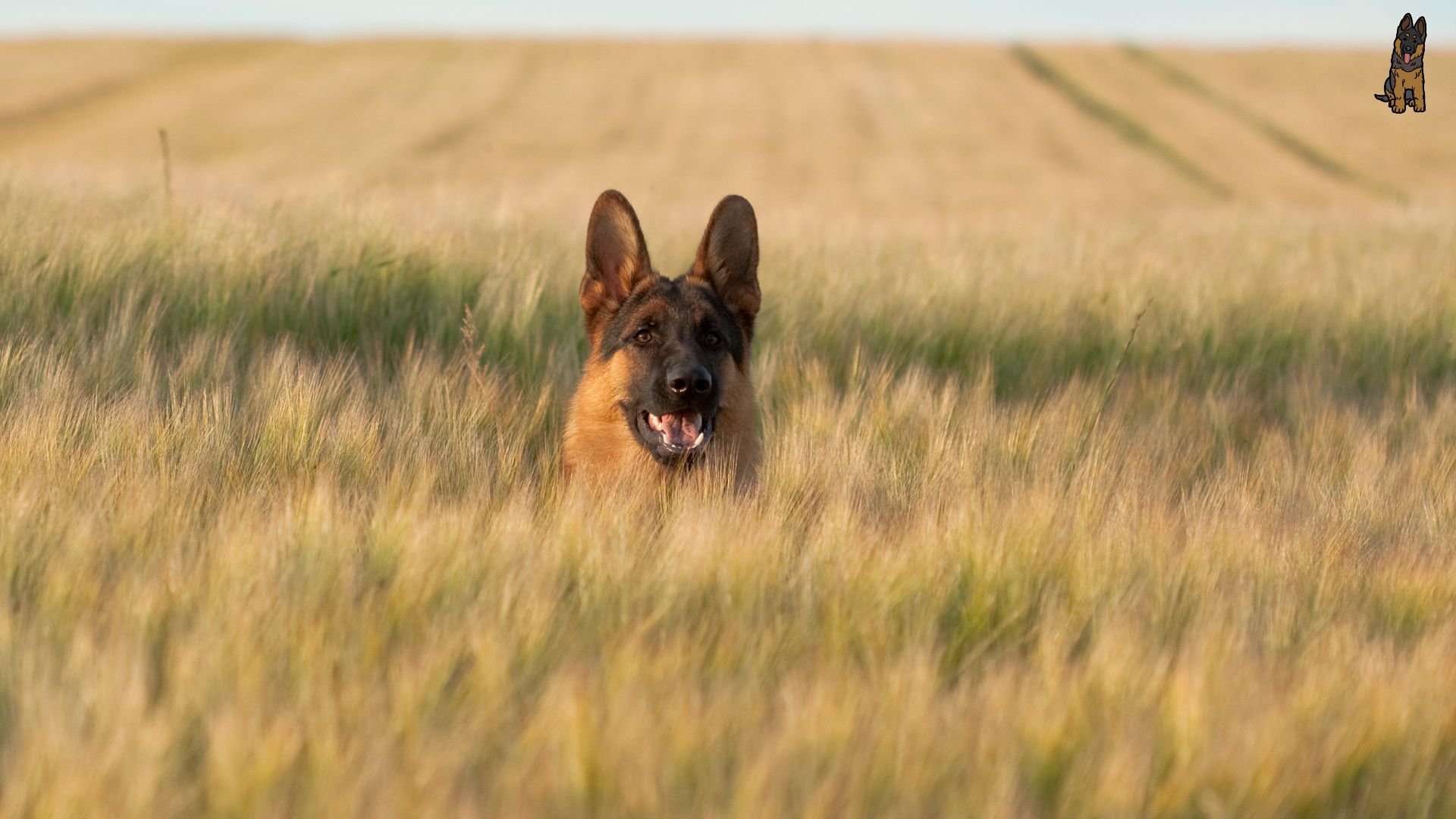 Physical Traits That Define the German Shepherd - German Shepherd Nation