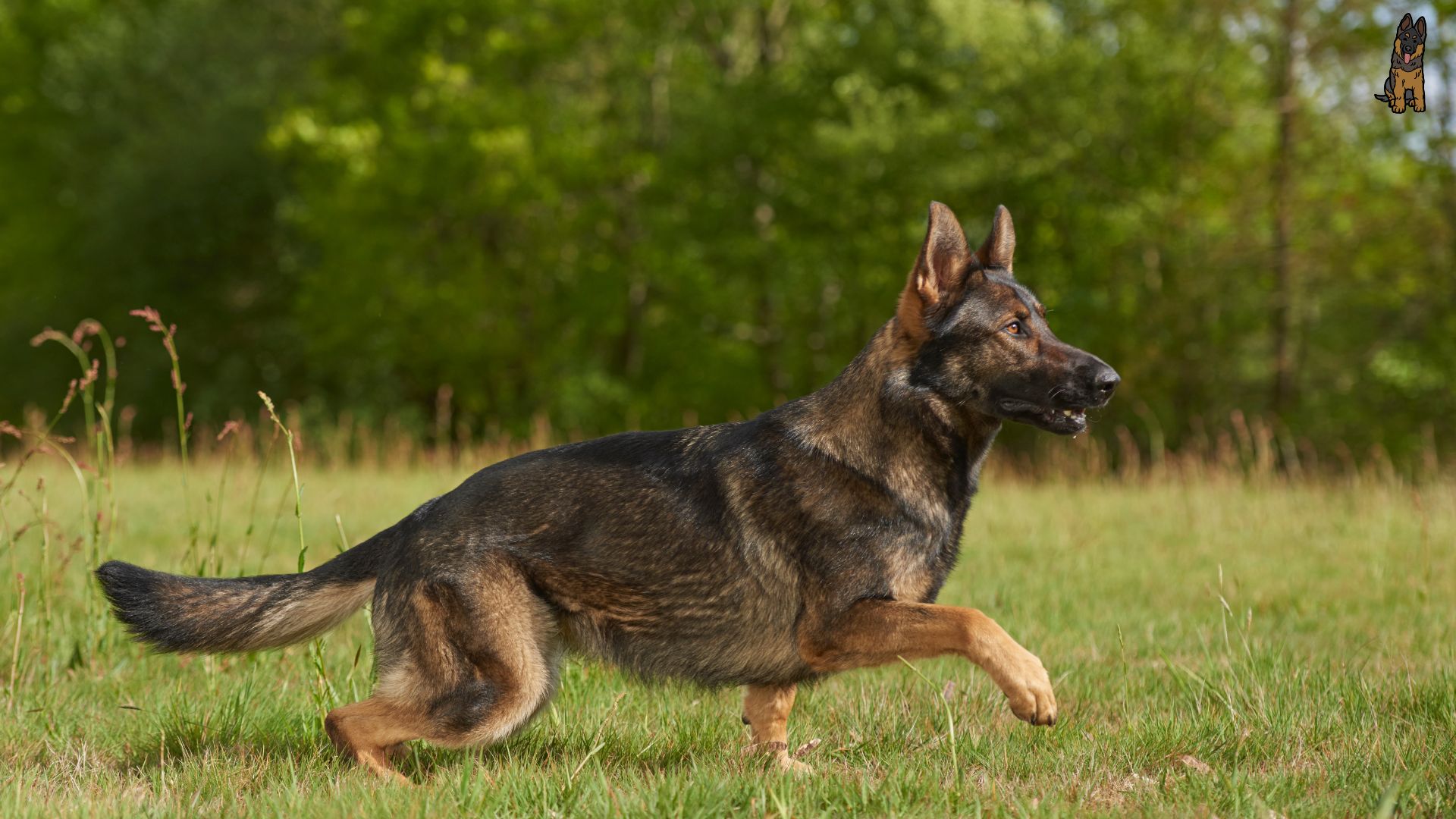 Physical Traits That Define the German Shepherd - German Shepherd Nation