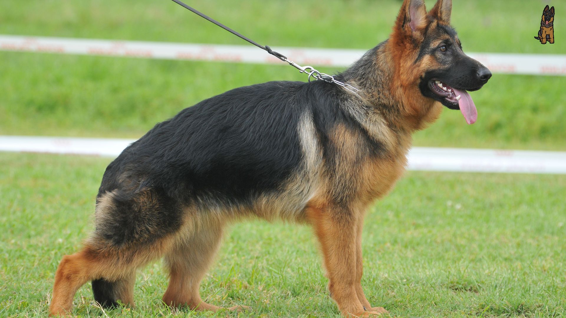 Physical Traits That Define the German Shepherd - German Shepherd Nation